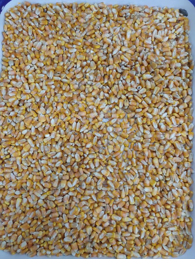 Multiple Function Corn / Maize Color Sorting Machine RGB 2 Chutes 0.8t/H