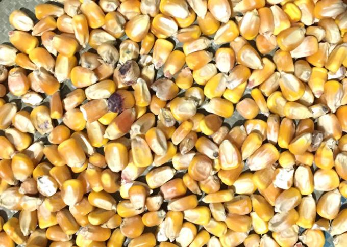 Intelligent Control Corn Sorting Machine 360 Degree Cyclone Suction ...